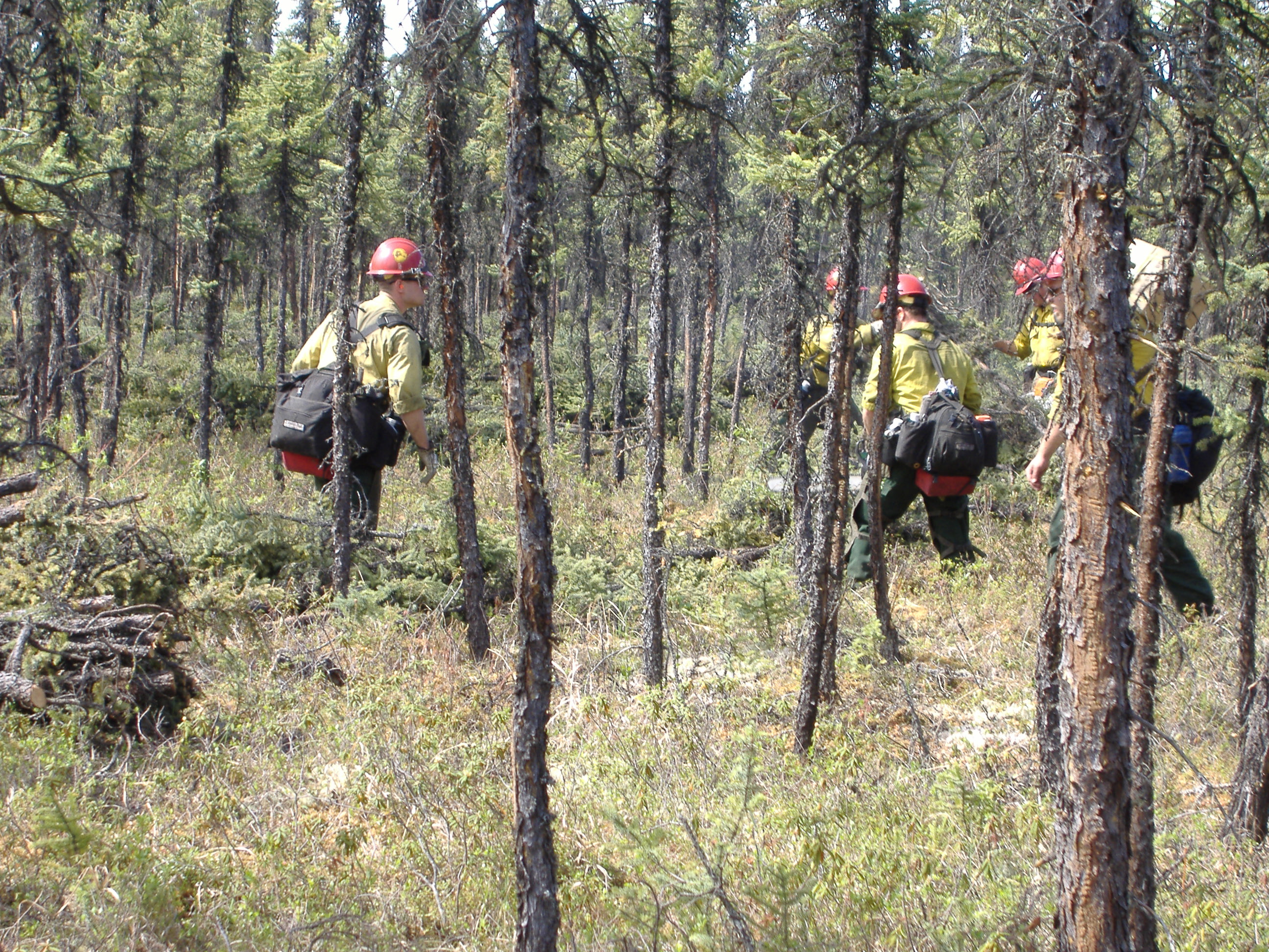 Western Forester Article on Fuel Breaks in Alaska | AK Fire Science ...